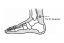 Taixi Acupoint:KI 3 Acupuncture Point Or Kidney 3 - PeakMassager