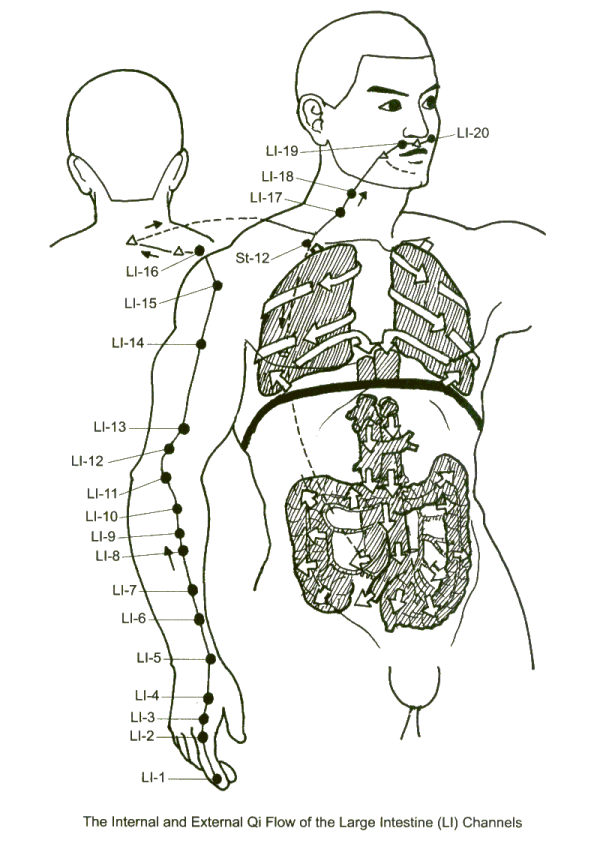 Large Intestine Meridian Acupuncture Points & Location - PeakMassager