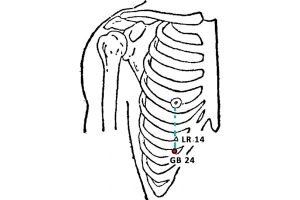 GB 24 Acupuncture Point(Riyue) or Gallbladder 24 - PeakMassager