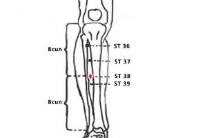 Stomach Meridian of Foot-Yangming:45 Acupuncture Points & Location ...