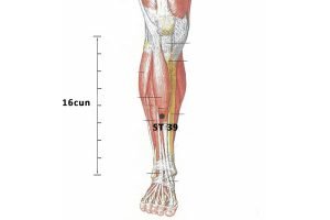 Leg AcuPressure Points: 50+ Pressure Points in Leg - PeakMassager