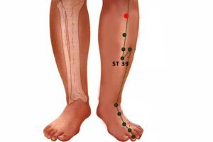 ST 39 Acupuncture Point(XiaJuxu) or Stomach 39 - PeakMassager