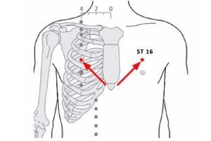 Stomach Meridian of Foot-Yangming:45 Acupuncture Points & Location ...