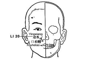 Large Intestine Meridian Acupuncture Points & Location - PeakMassager