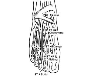 Stomach Meridian of Foot-Yangming:45 Acupuncture Points & Location ...